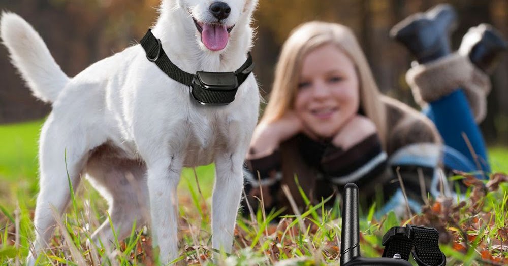 J'aime les chiens: Est-ce que la fonction de choc électrique est ...