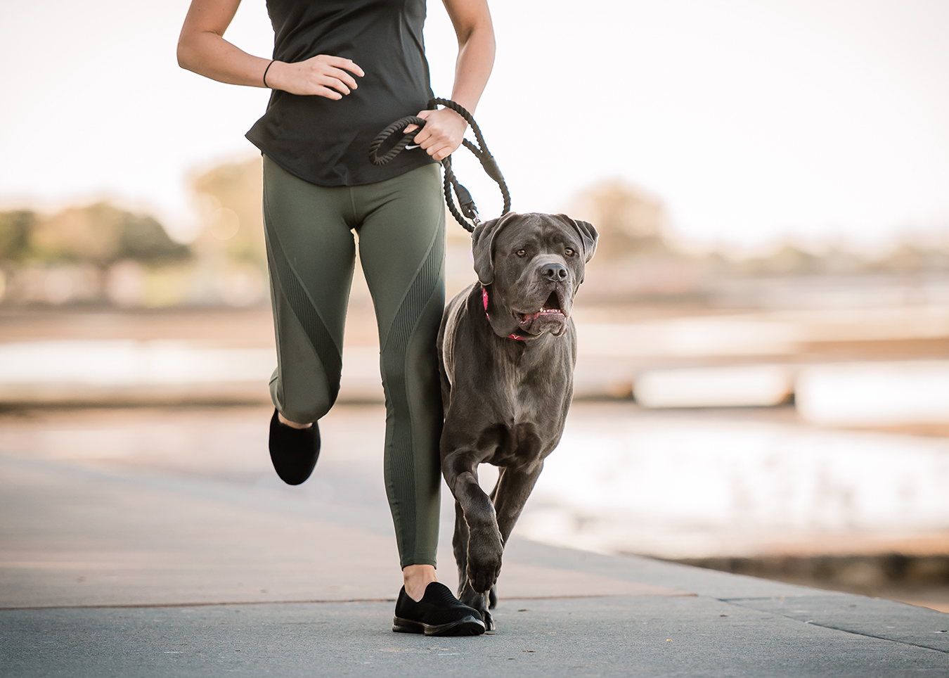 Guide Dogs Australia PAWGUST - August 2019 | Australian Dog Lover