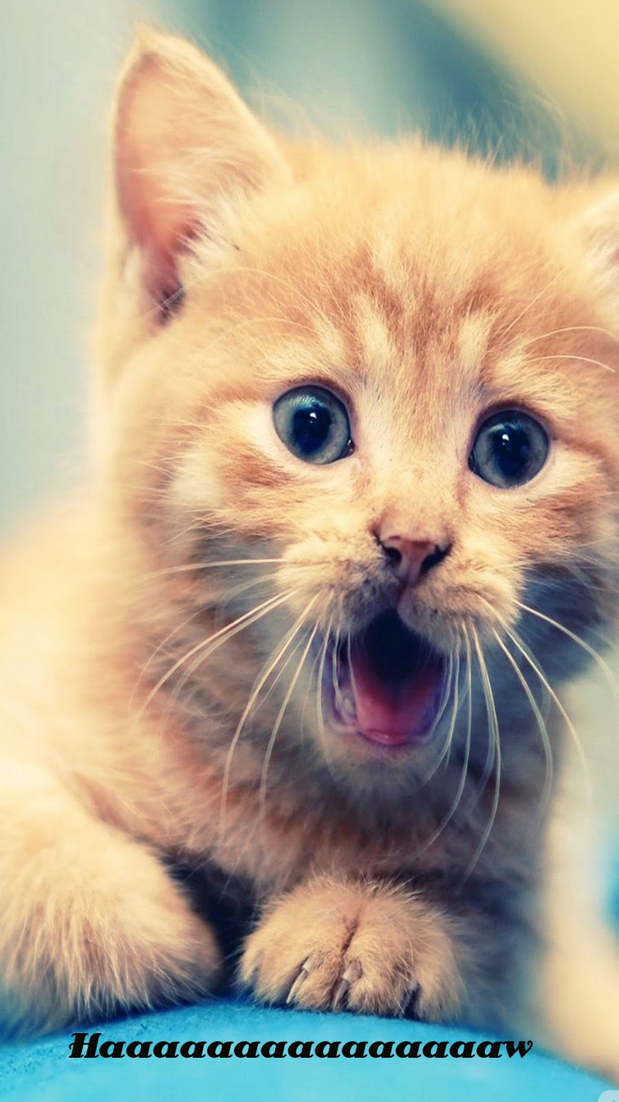 Funney Image | Saying Images