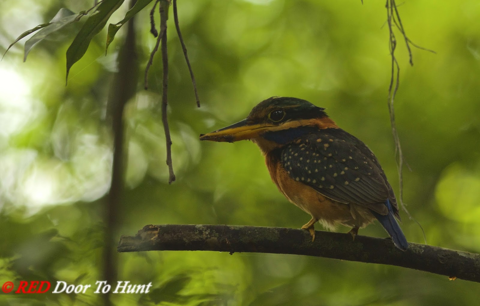 RED Door To Hunt: PEMERHATIAN BURUNG PEKAKA DI MUSIM MENGAWAN