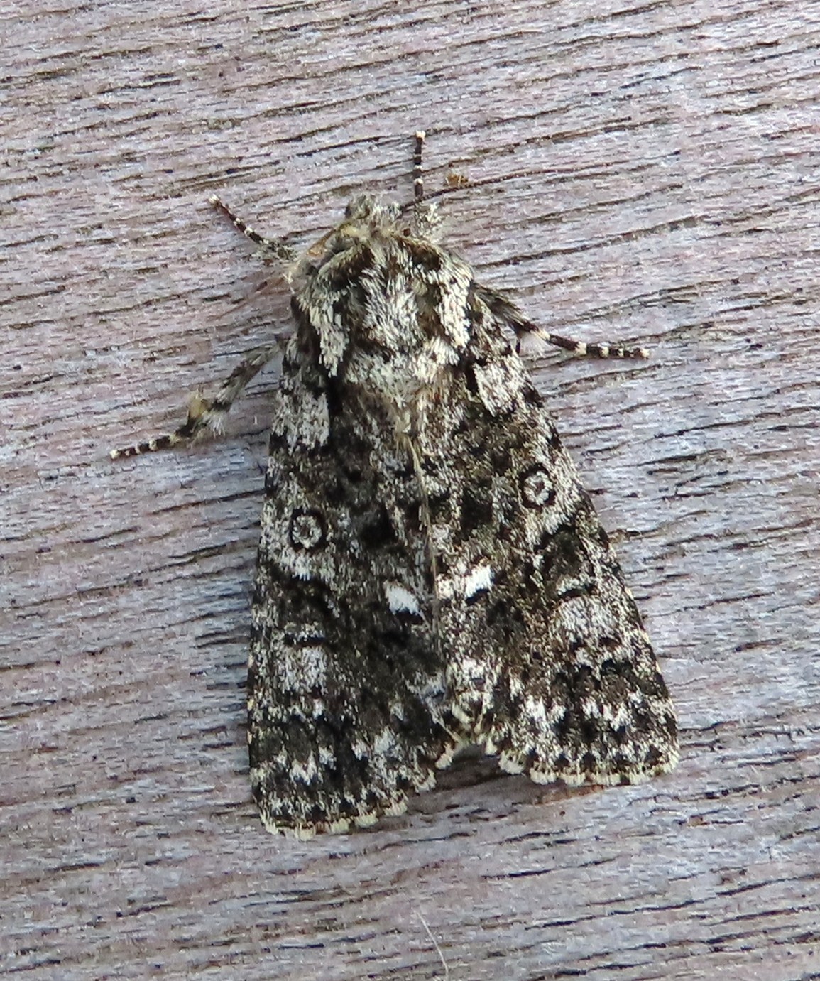 The Bagsy Blog: "Ducks' Ditty" by Kenneth Grahame