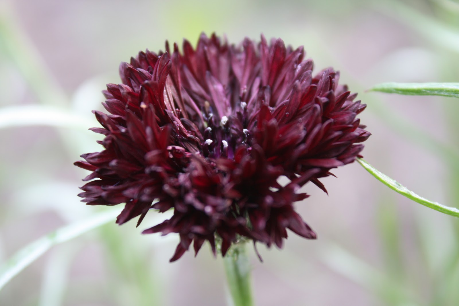PLUKTUIN HOFJE VAN HARKSTEDE: STRESS OF MANJANA