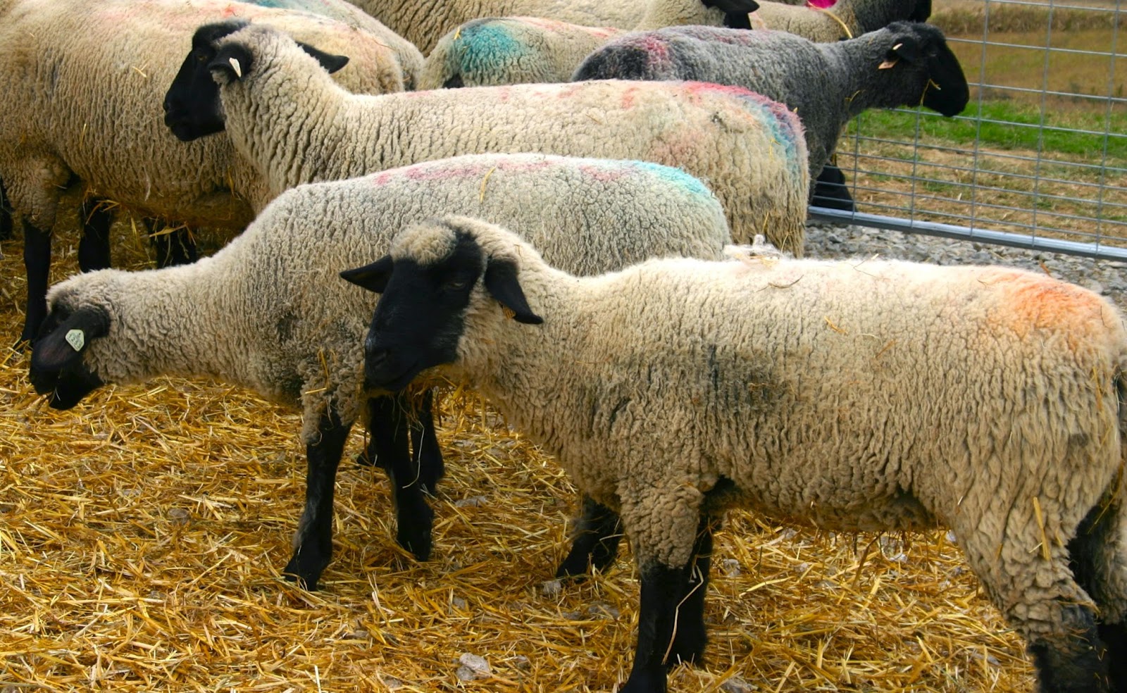 Real Farm Animals Sheep