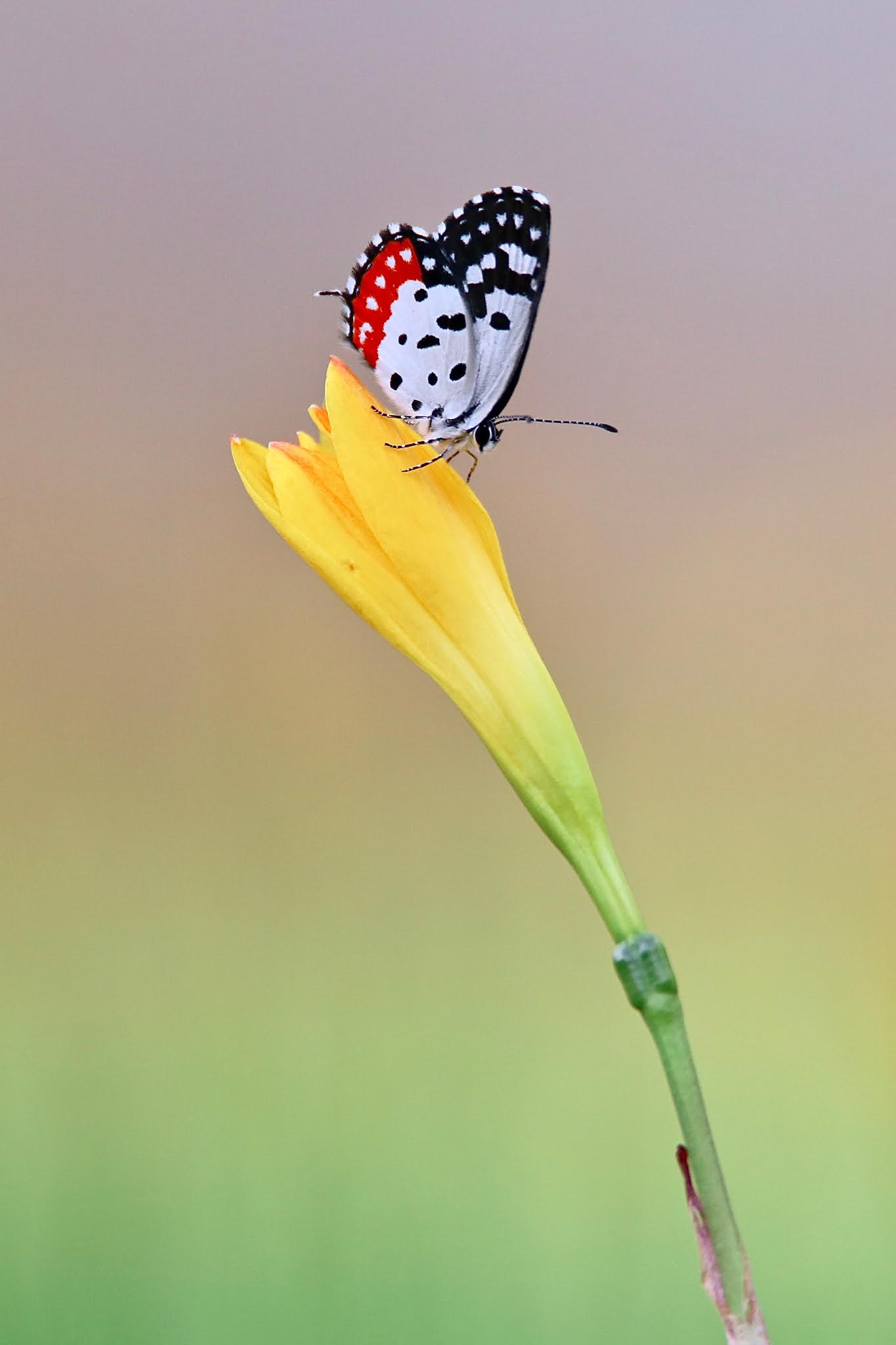 Red Pierrot: A Tiny Black and Red Butterfly