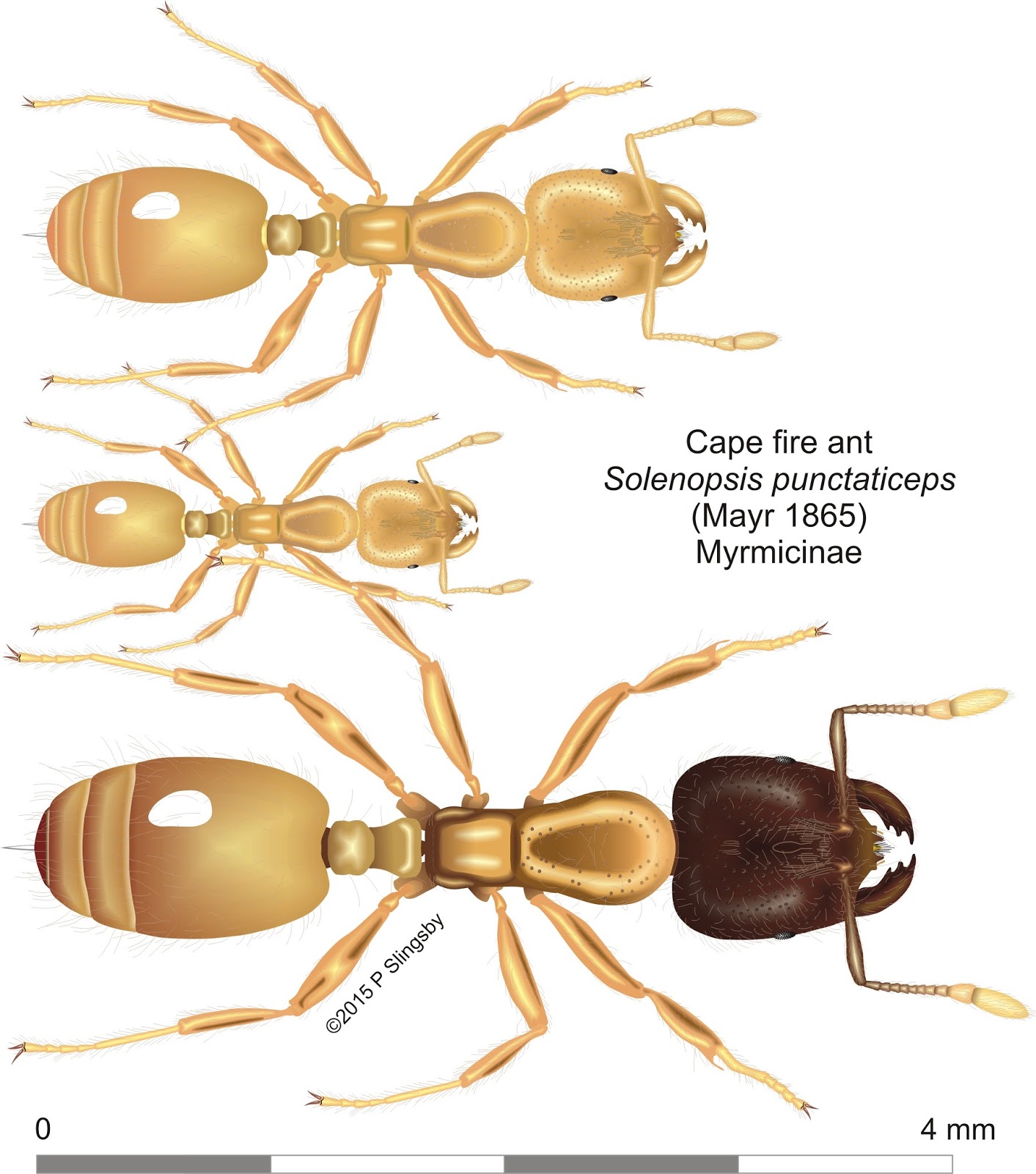 - Ants of Southern Africa -: Ant Catalogue: Southern Africa