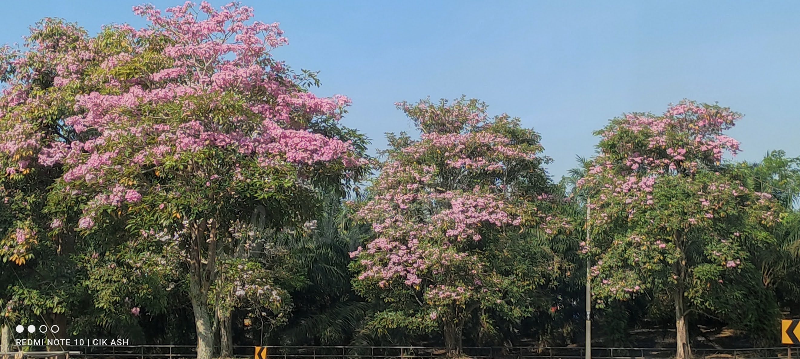 Fenemena Musim Bunga Sakura Malaysia