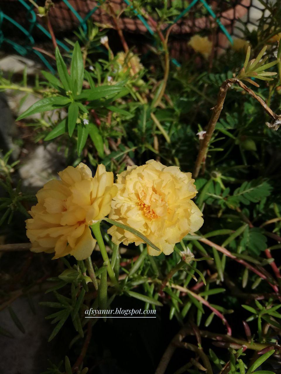 Afsyanur.com: Pokok Ros Jepun