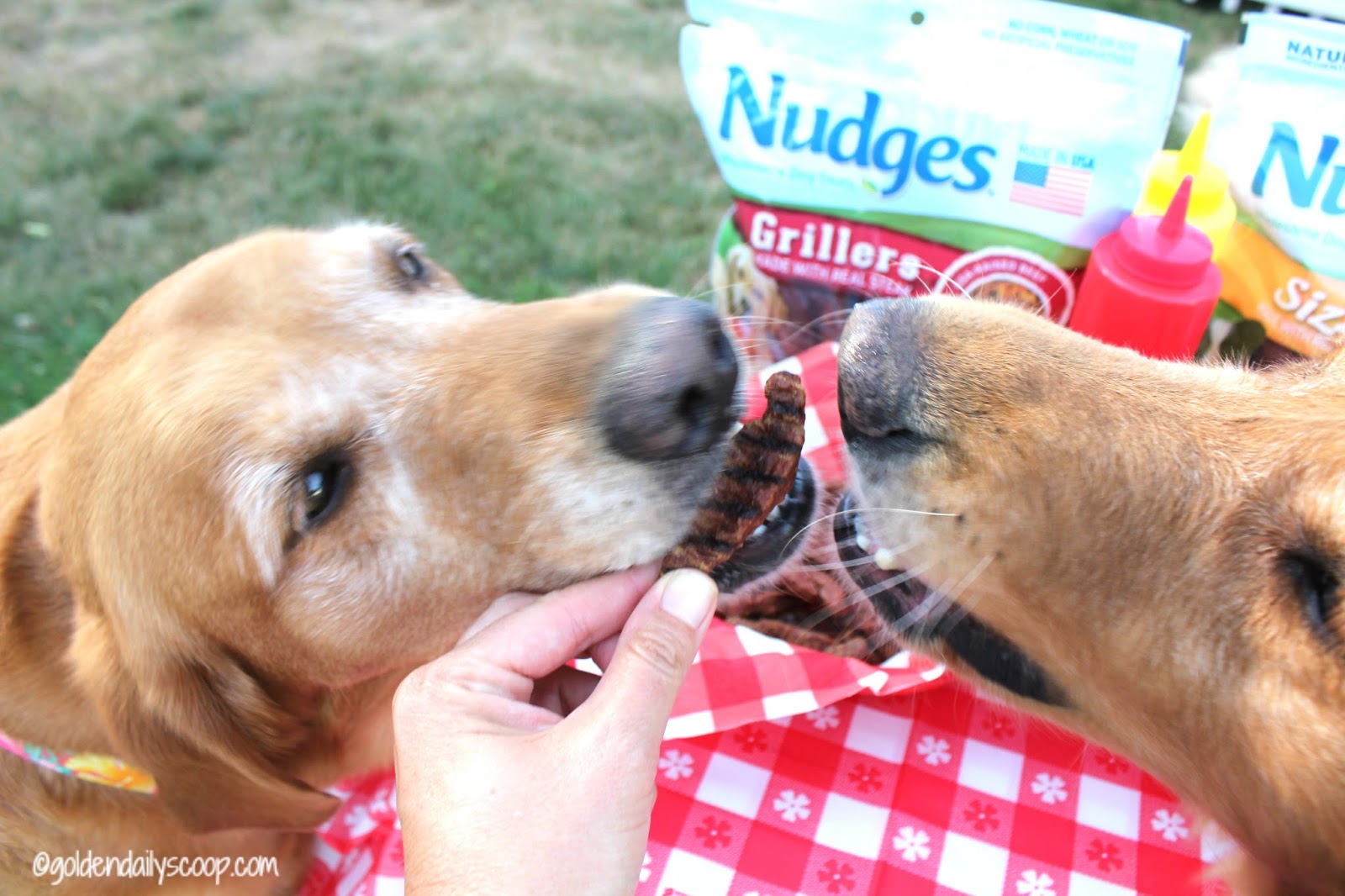 Show Your Dog Love with Nudges and a Barbecue #NudgeThemBack #ad