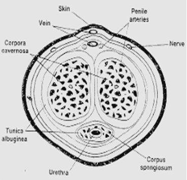 ORGAN REPRODUKSI PADA SAPI JANTAN - Ilmu Ternak