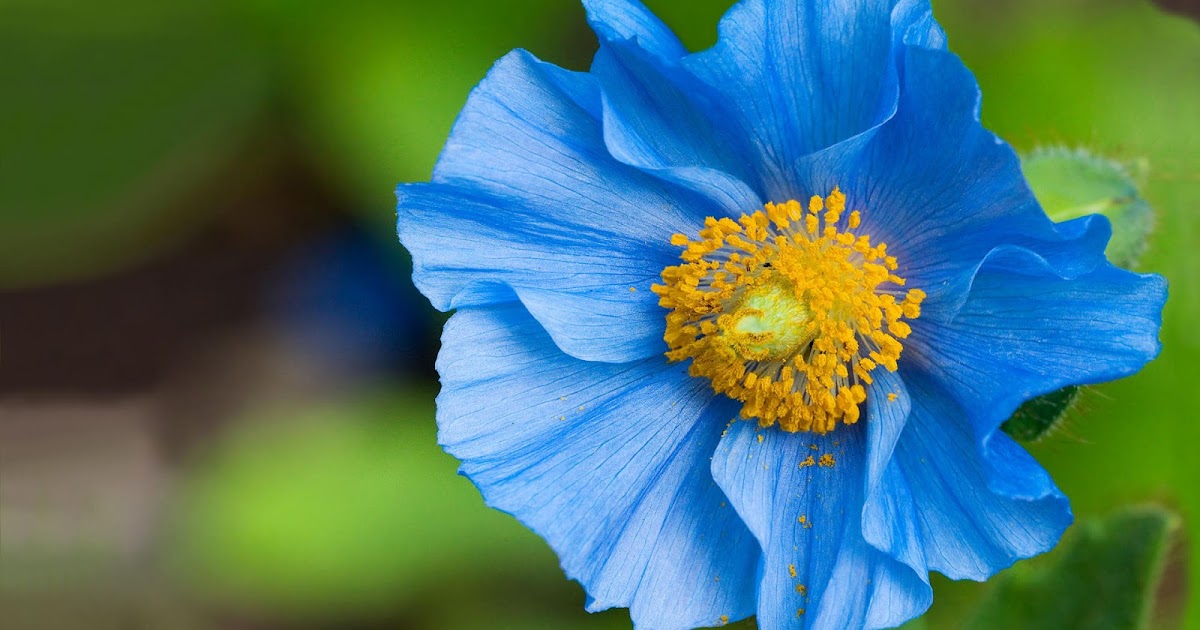 Inspirasi 20+ Bunga Warna Biru