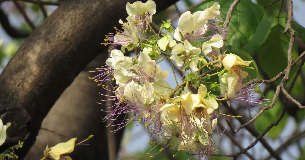 maiabird's brain: Let's Give Philippine Trees a Chance!