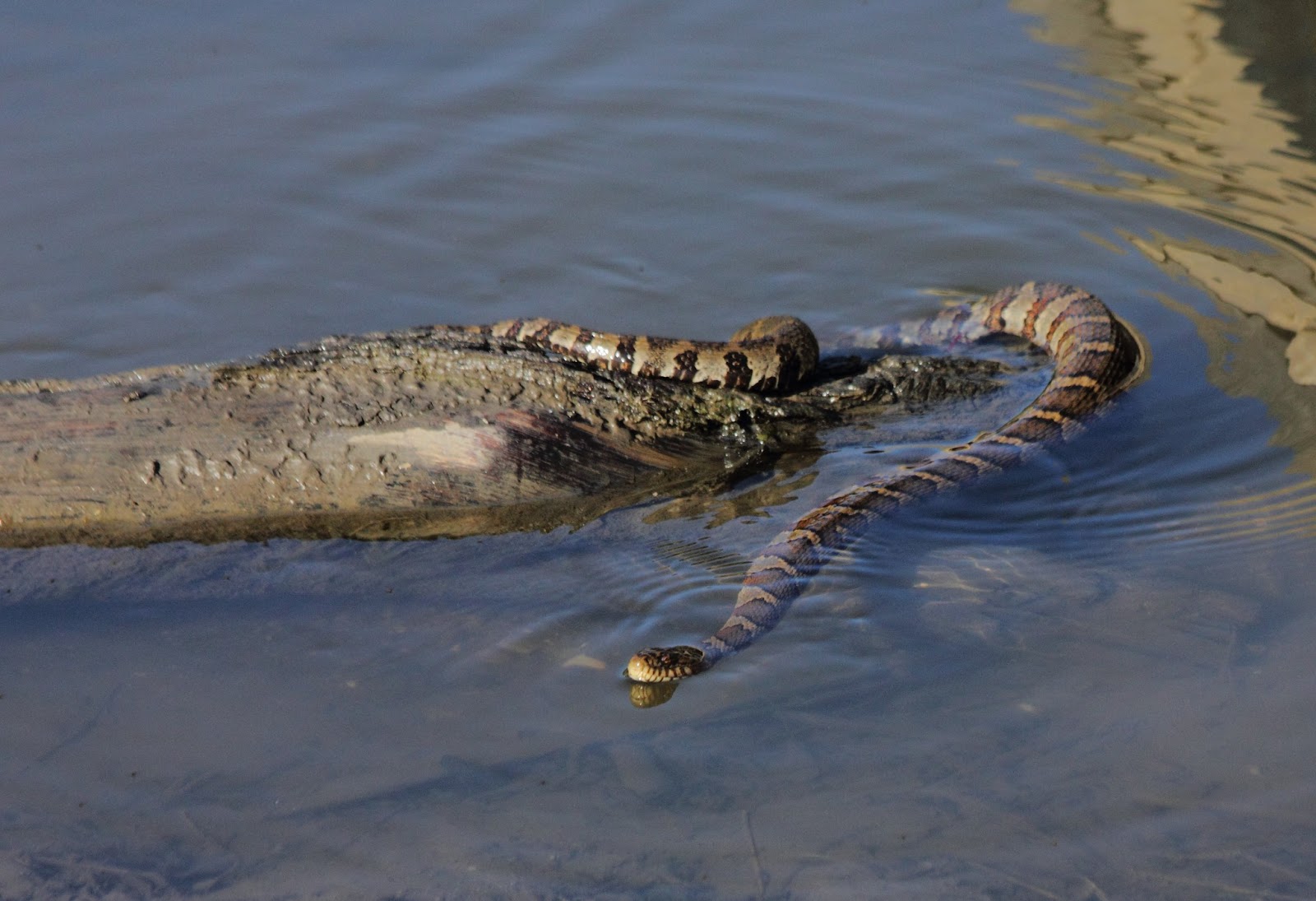 Birding by Number: Beating Summer Doldrums