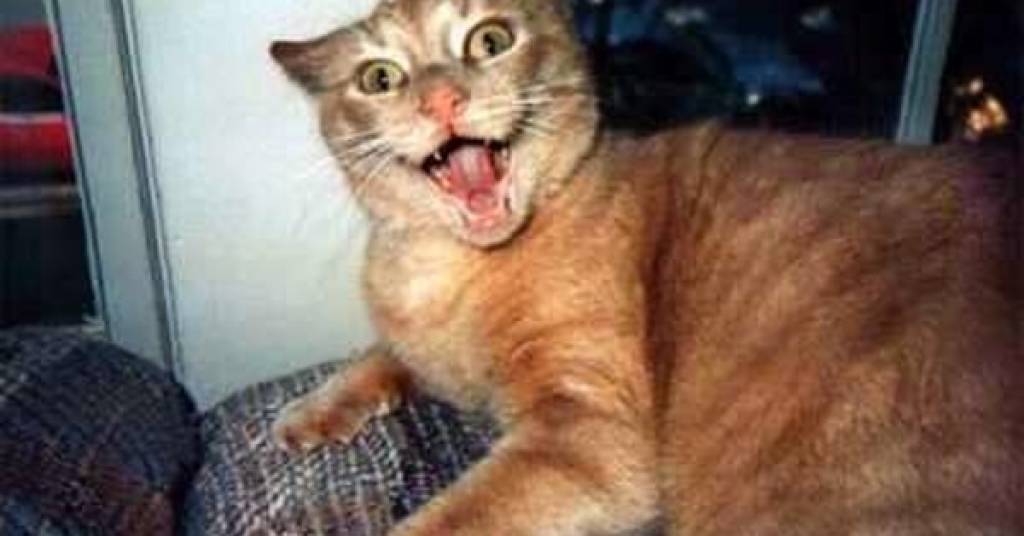 20++ Gambar Kucing Lucu Sedang Marah | Foto Kucing Terbaru