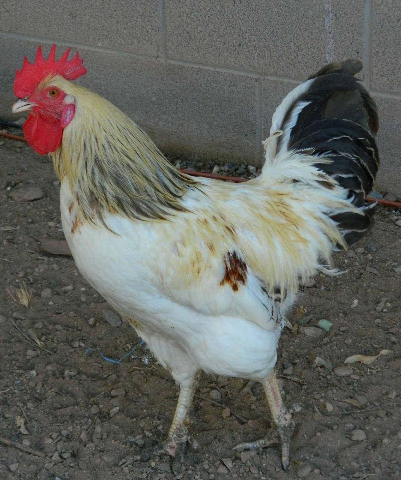 Aloha Chickens: Rooster Review