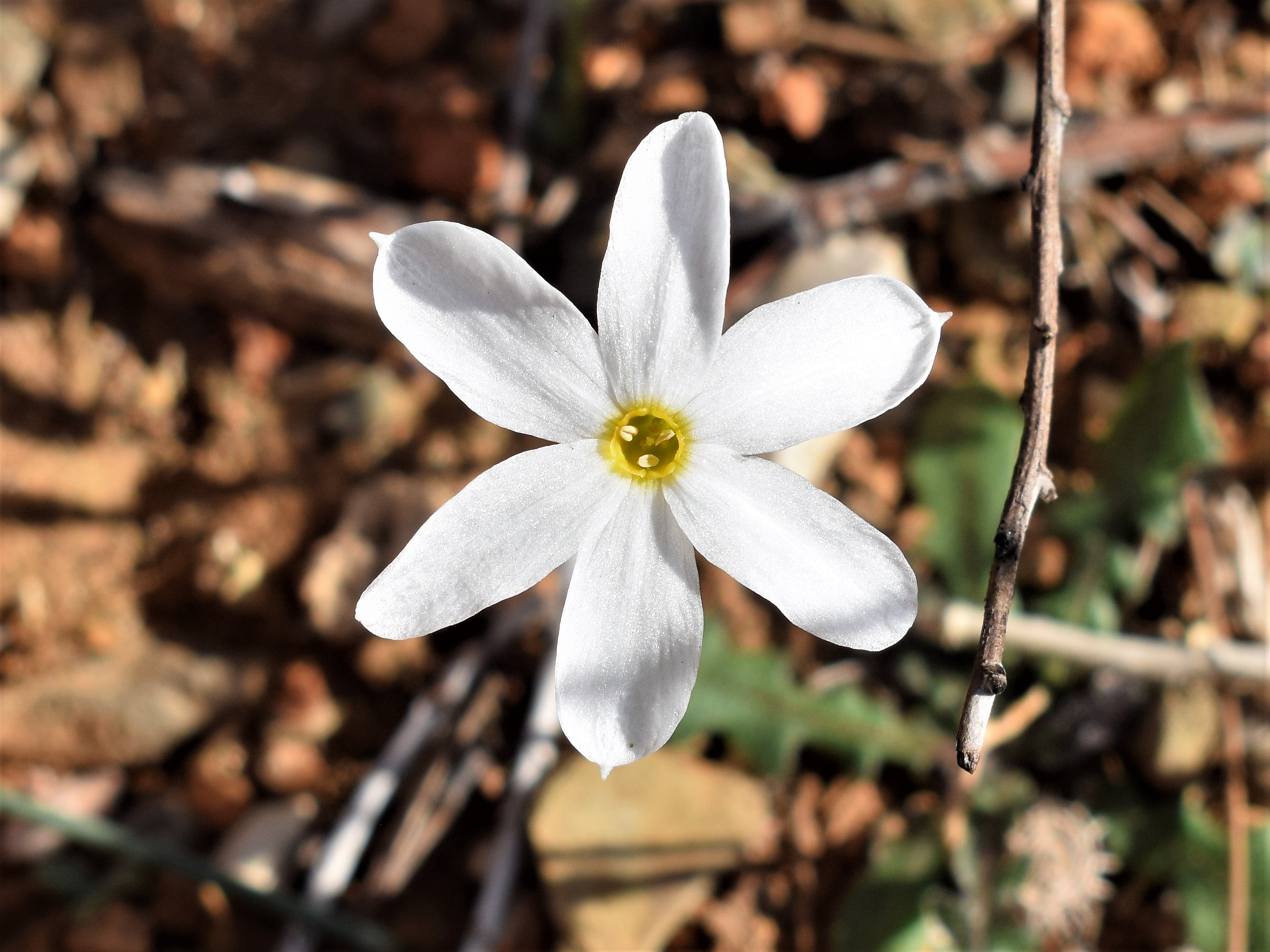 Plantas: Beleza e Diversidade: Narciso-da-tarde (Narcissus serotinus)