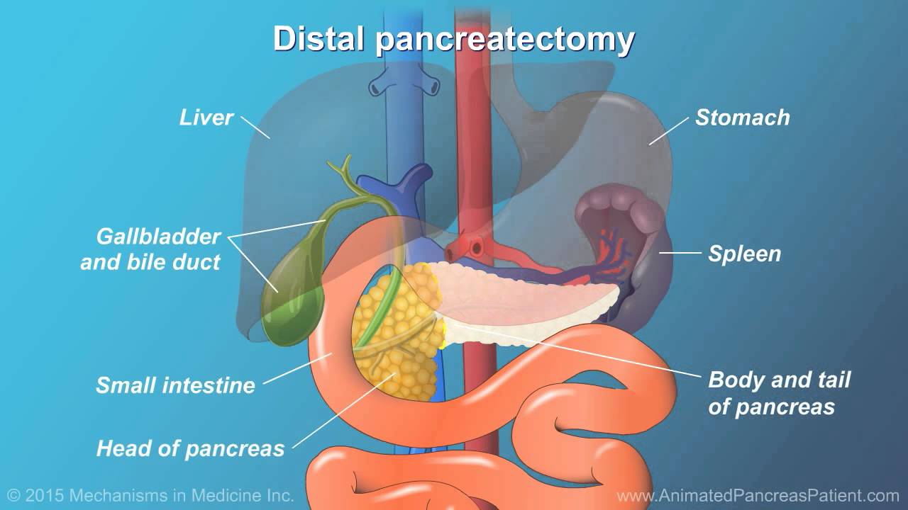 Endocrine System - Yoga and Medical Science