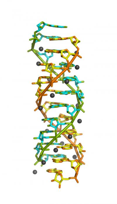 The Dragon's Tales: Double Helix RNA Found