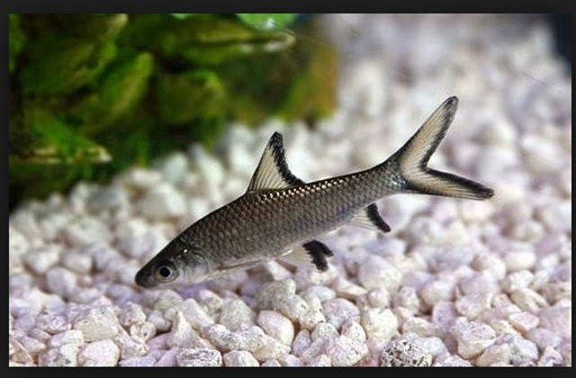 Jenis dan Harga Ikan Bala Shark Serta Cara Merawatnya