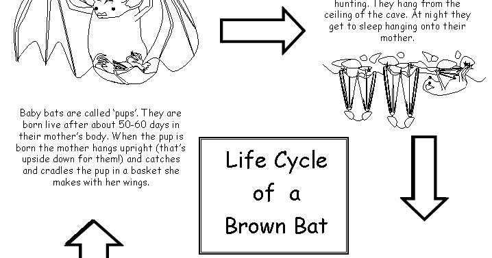 Animal World: BAT Life cycle