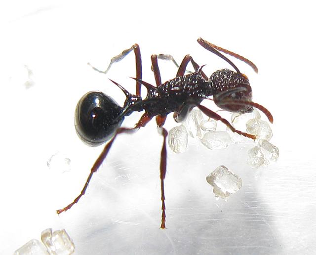 Photos and Info on Ants and Termites of Malaysia: Dolichoderus.