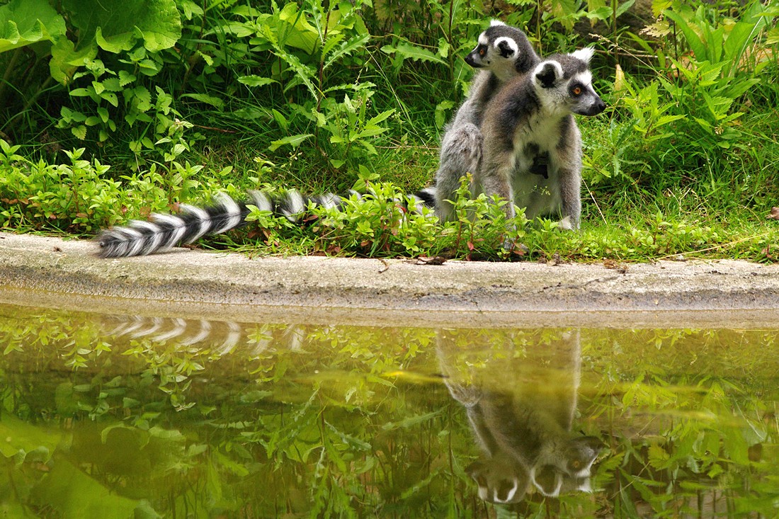 J seikkailee ja valokuvaa: Tierpark Berlin