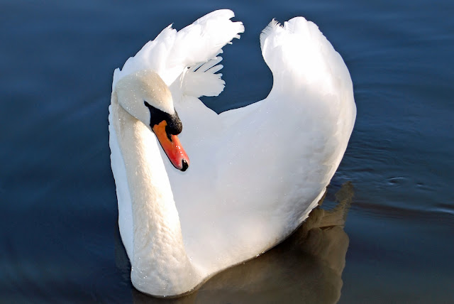 Swan | The Life of Animals