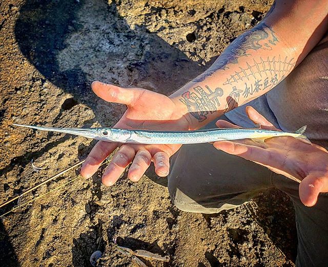 Needlefish Gar: Is There Any Difference?