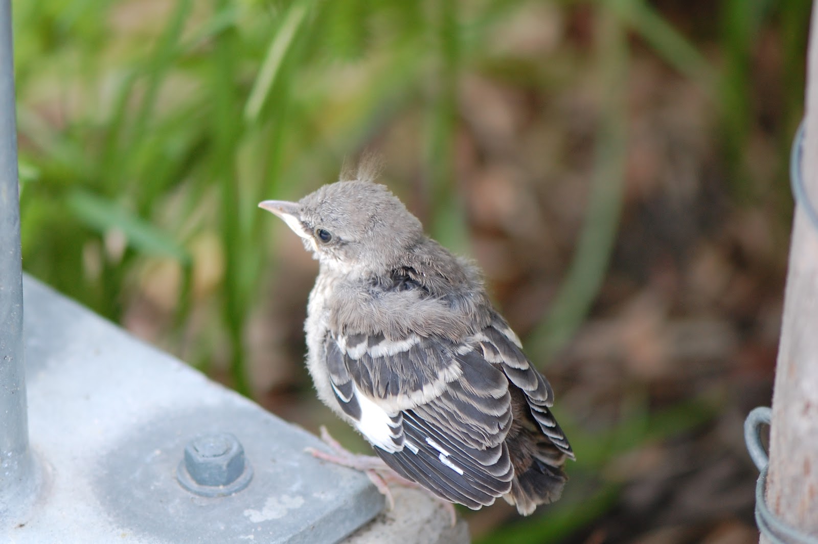 Urban Wildlife Guide: A mockingbird's progress...