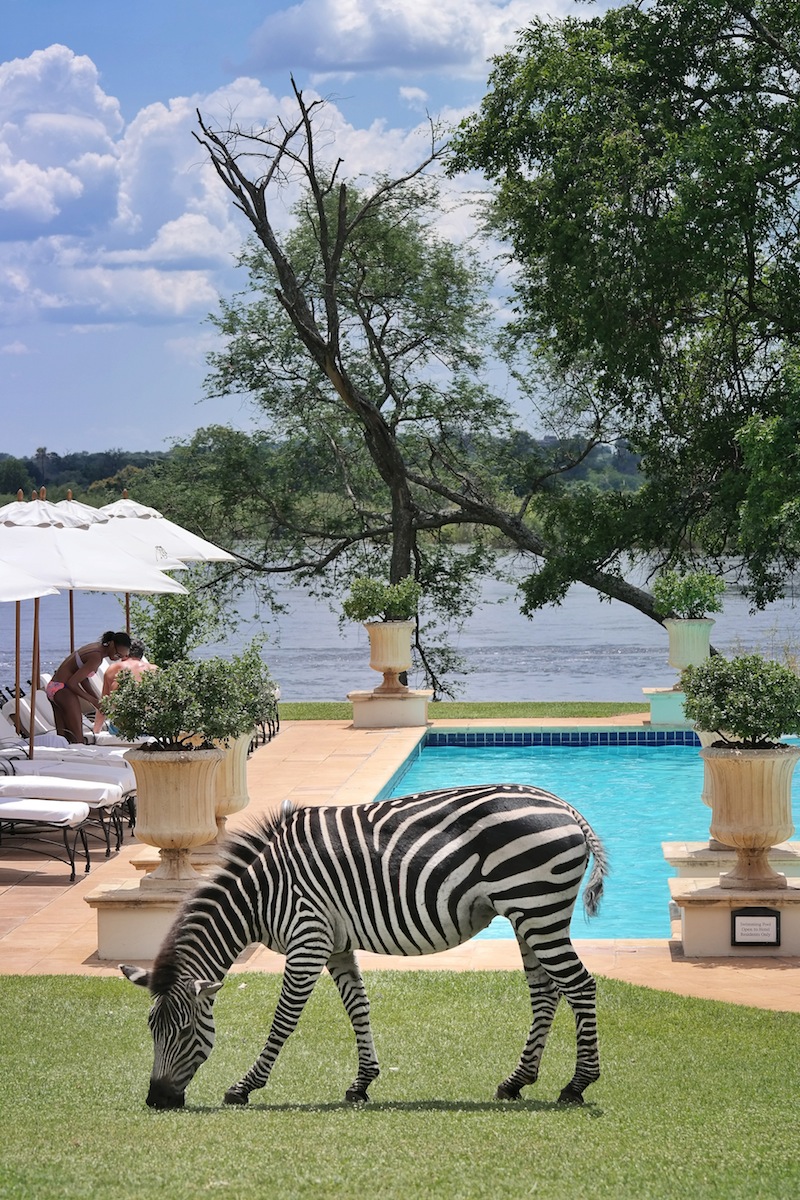 The Royal Livingstone Hotel: Where Zebra are Your Neighbors ~ Life Is ...