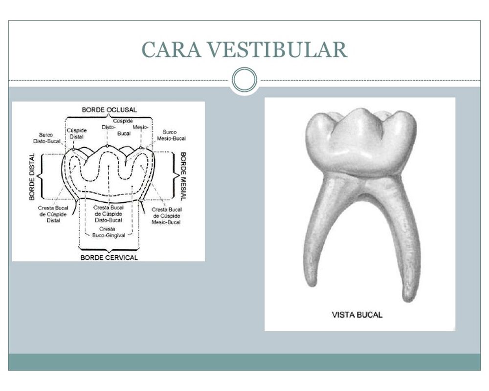 Manual de anatomía dental y pulpar de dientes primarios - OdontoVida