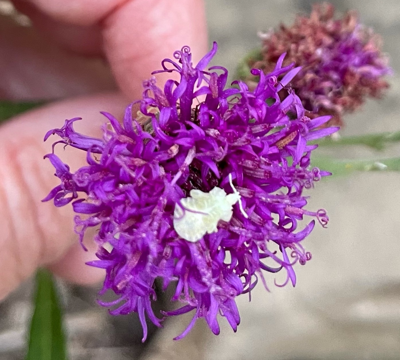 Springfield Plateau: Jagged Ambush Bug