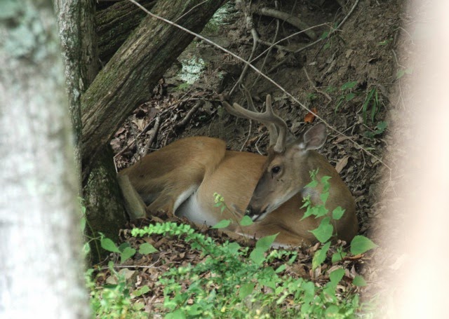 Julie Zickefoose on Blogspot: Sneaking Up on a Buck
