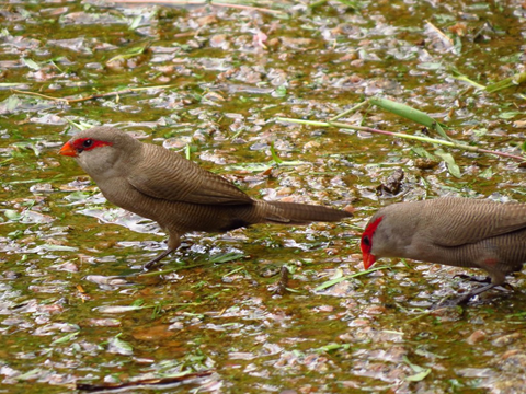 Amagama wee ndidi ngee ndidi zeentaka Ngesi Xhosa