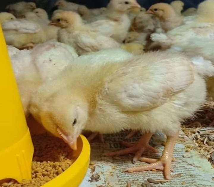 DOC AYAM PEJANTAN - PASOPATI FARM