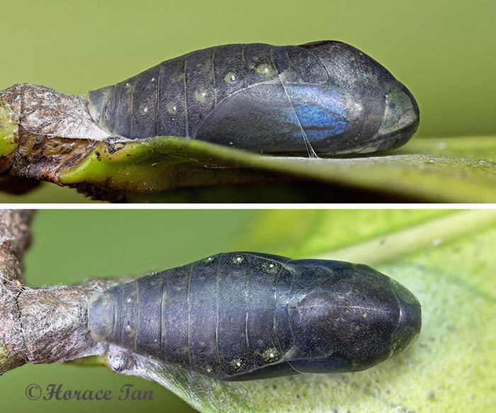 Butterflies of Singapore: Life History of the Ciliate Blue