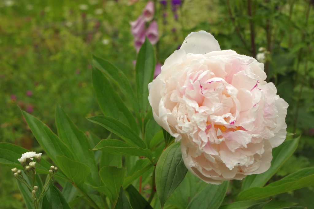 roos on roos: Pojengide....