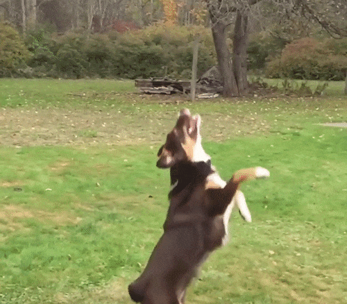 Chuck's Fun Page 2: Some dogs are bad at frisbee - 35 JPEGs and 10 GIFs