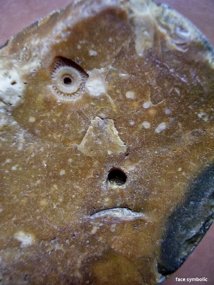 Archaeology of Portable Rock Art: Fossil-eye used in human, horse and ...