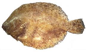 Els nostres peixos. Rom (Scophthalmus rhombus)