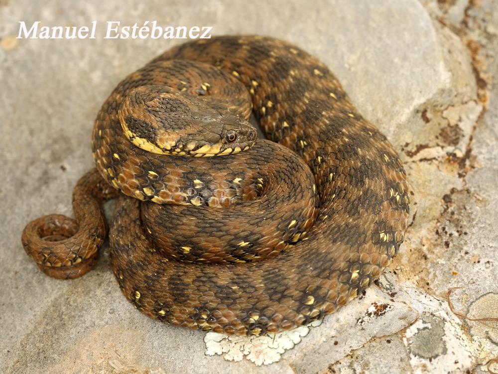 Miradas Cantábricas: Culebra viperina o culebra de agua (Natrix maura)