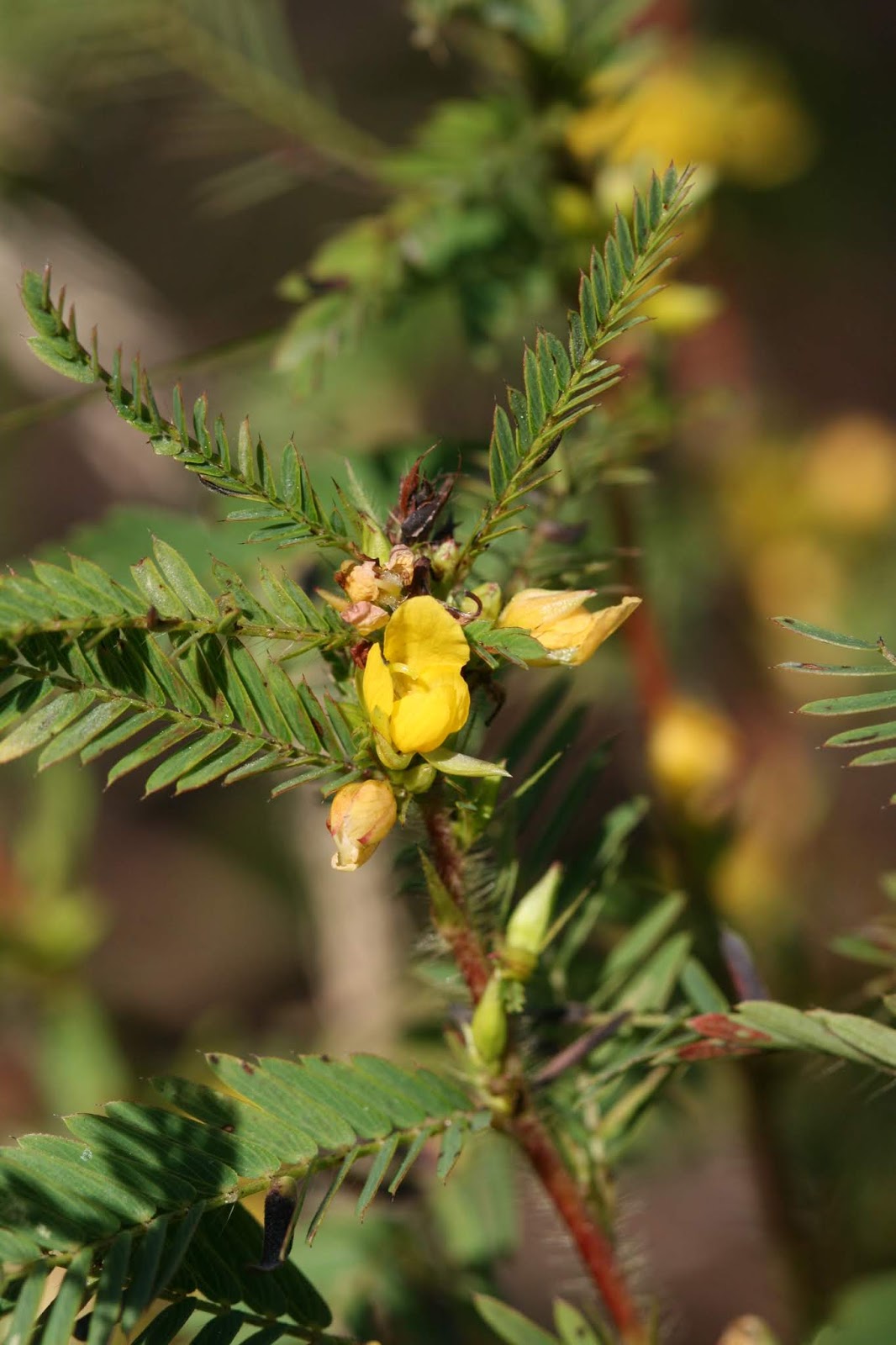Native Florida Wildflowers: Sensitive pea - Chamaecrista nictitans