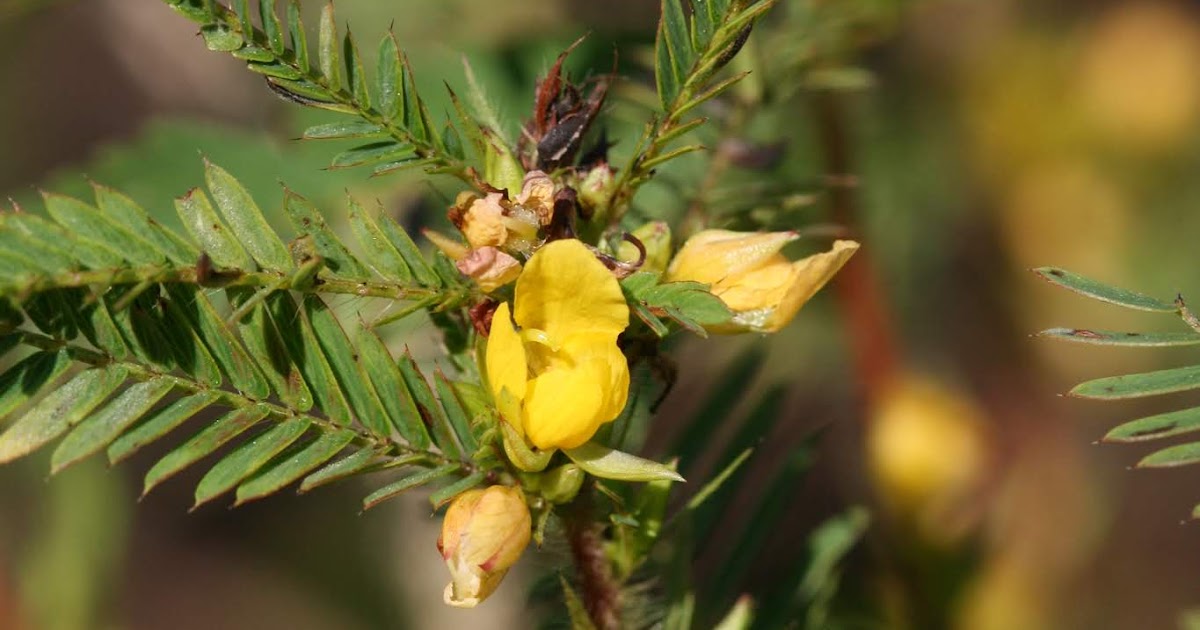 Native Florida Wildflowers: Sensitive pea - Chamaecrista nictitans
