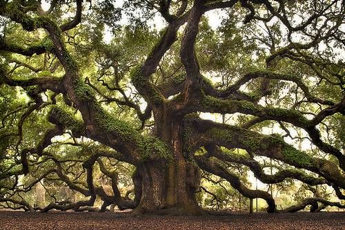 Blinking stars for u: Most Interesting Trees in the World