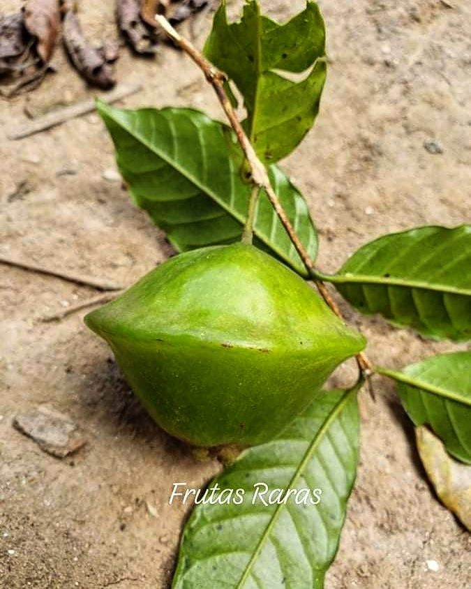 Campomanesia phaea - Cambuci