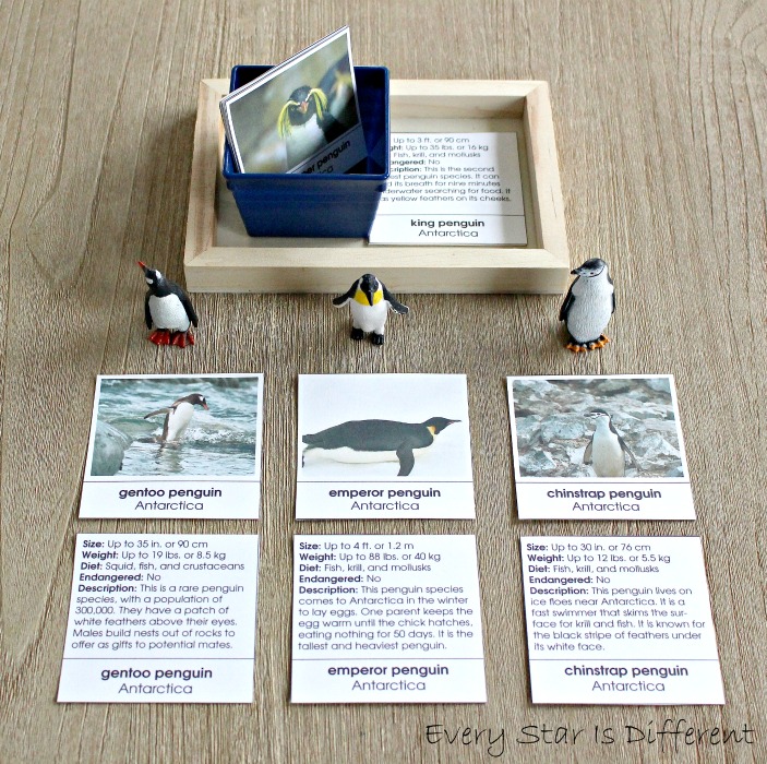 Montessori Antarctica Activities for Kids with Free Printables - Every ...