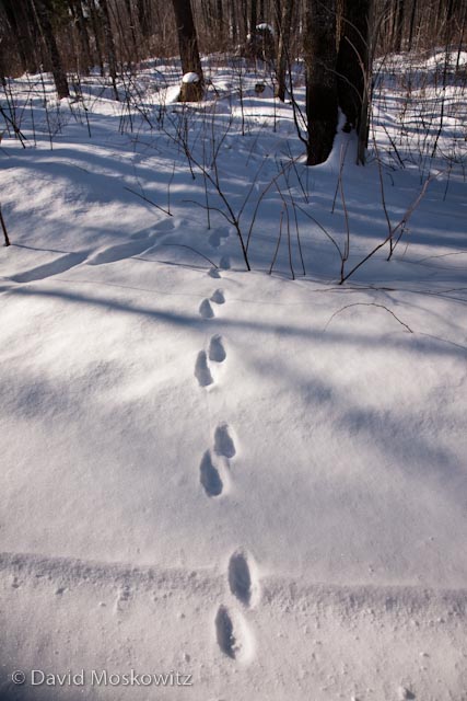 David Moskowitz Photography: Pacific Northwest Wildlife, Tracks ...