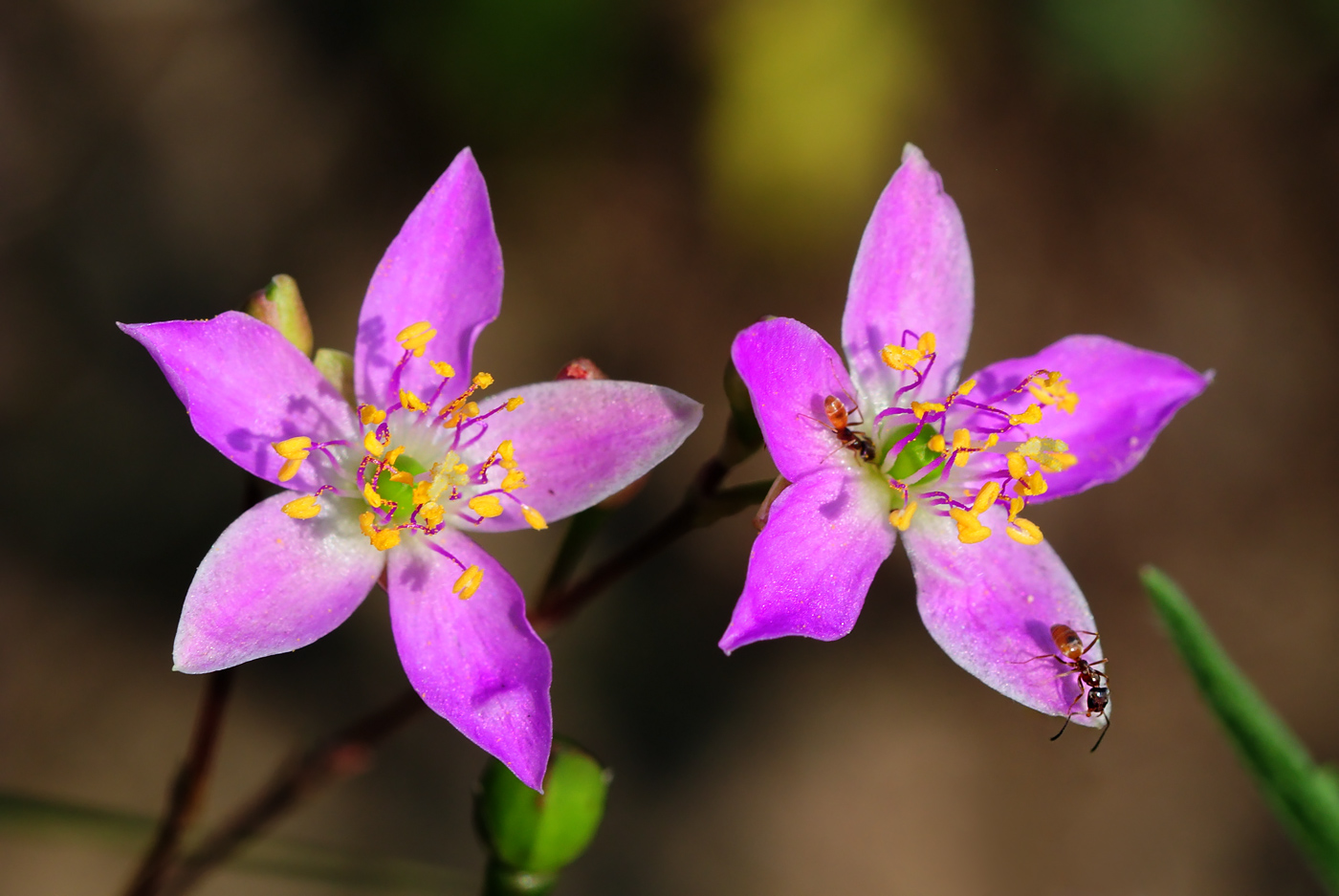 Máistir Nádúraí: July: A Prime Bug Month!