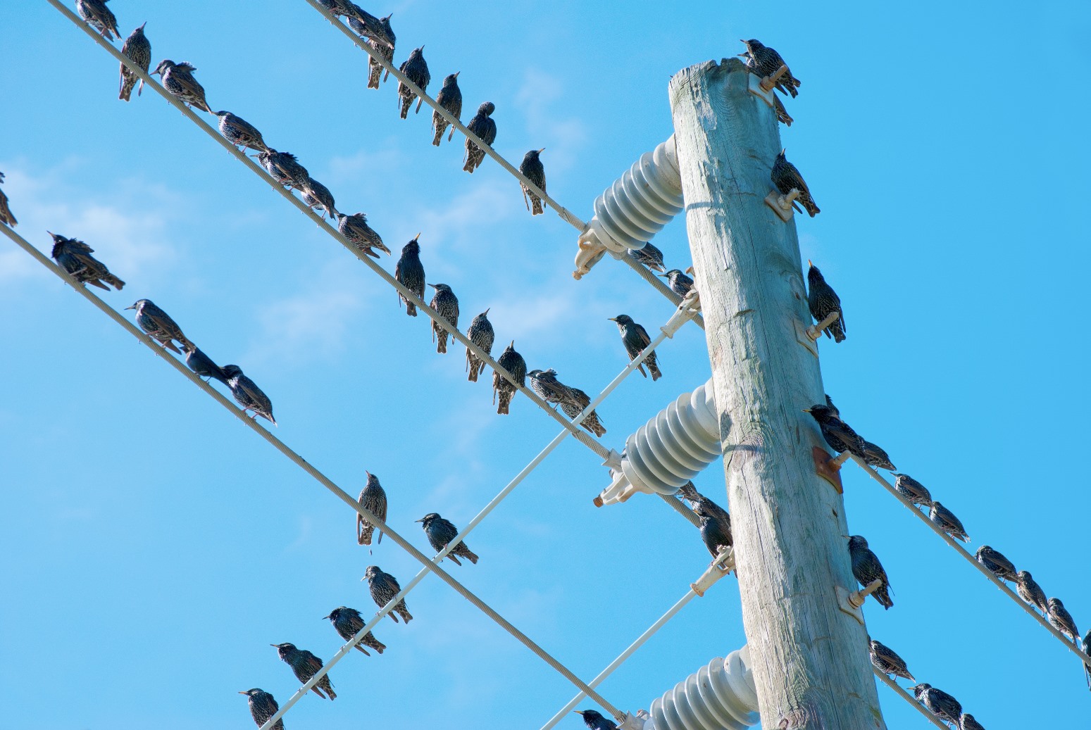Free Tutorial.: How Do Birds Sit on Power Lines without Getting ...