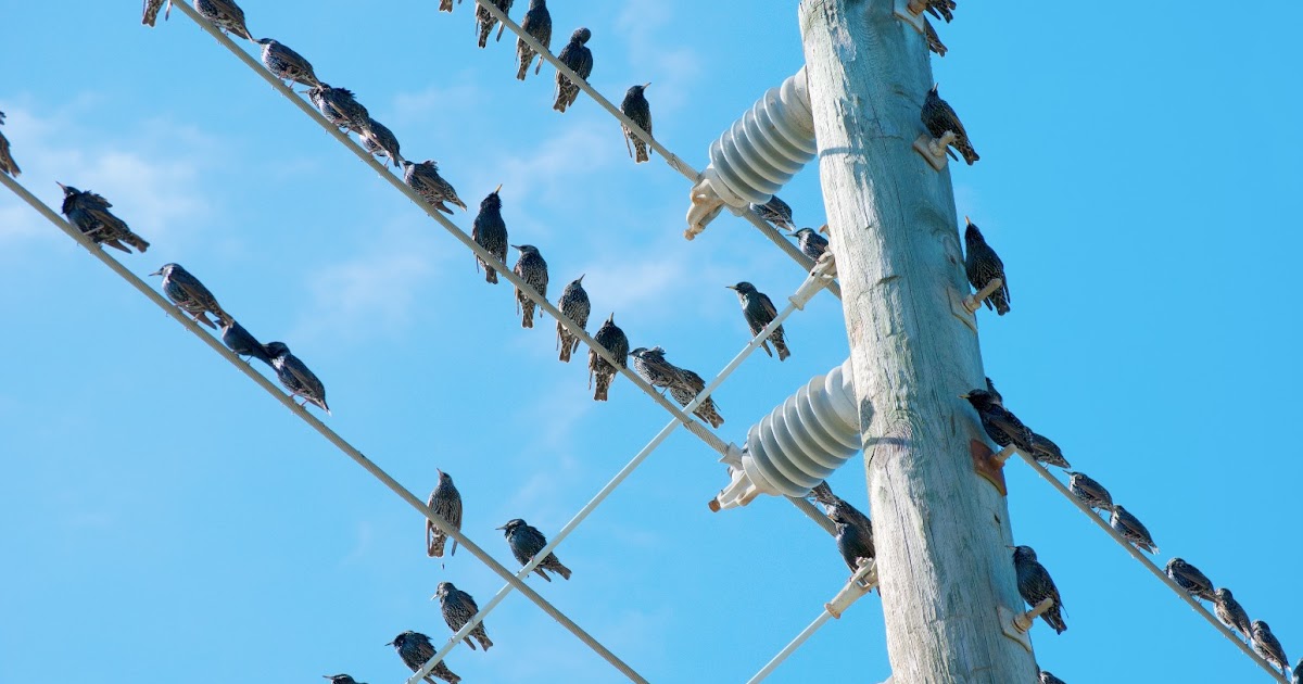 Free Tutorial.: How Do Birds Sit on Power Lines without Getting ...
