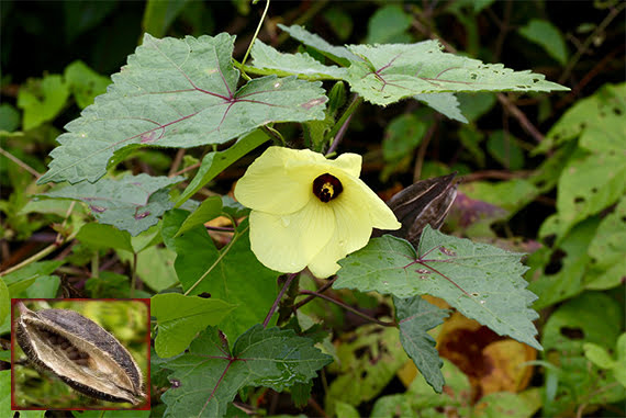 Abelmoschus moschatus Medik.